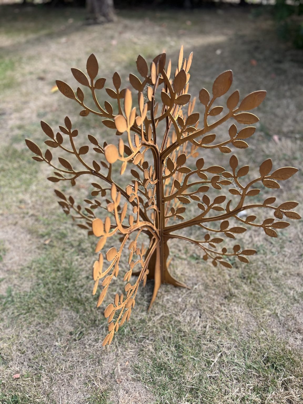 Free standing Olive Tree – Eastern Connections